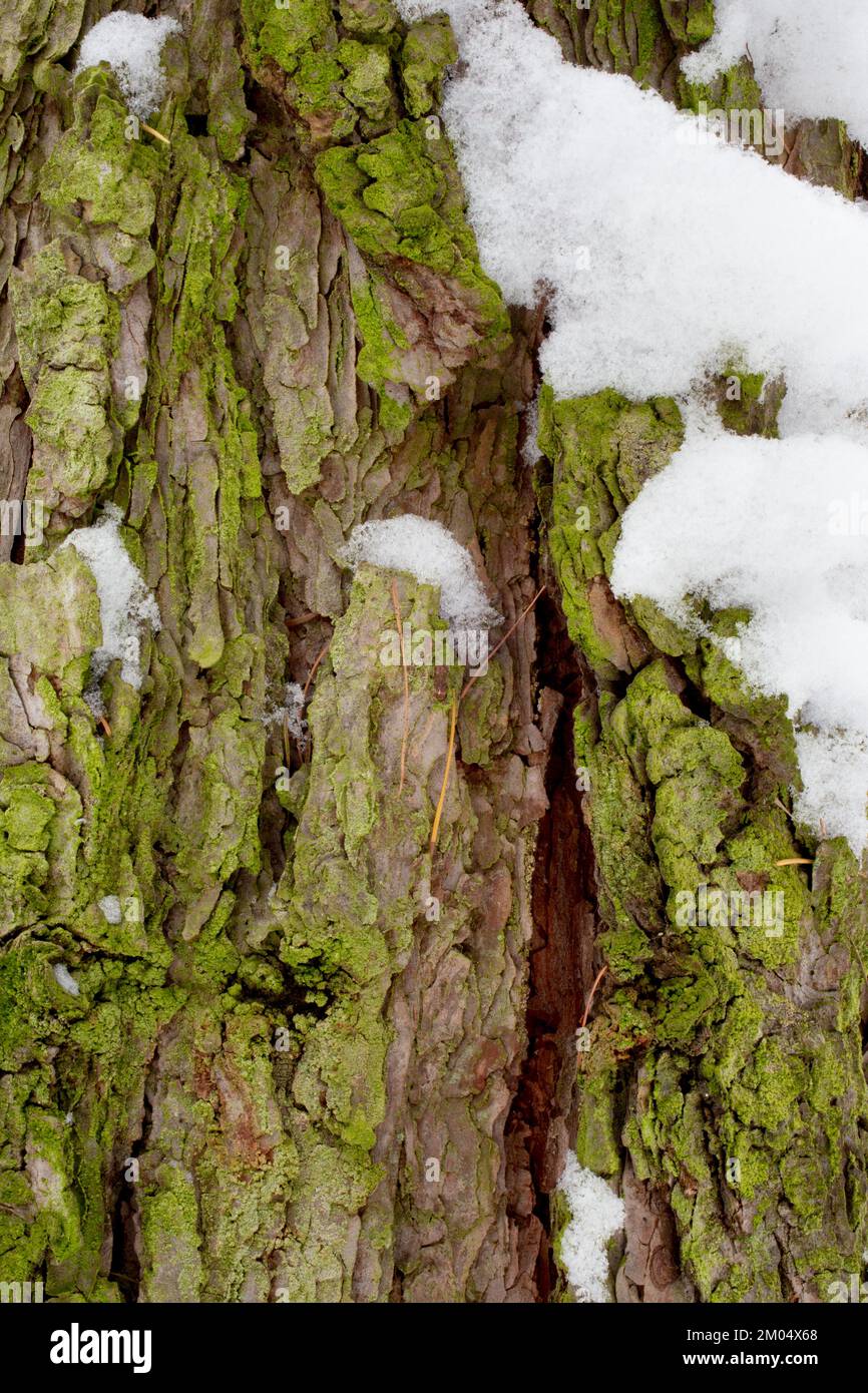 Corteza de alerce -Fotos und -Bildmaterial in hoher Auflösung – Alamy