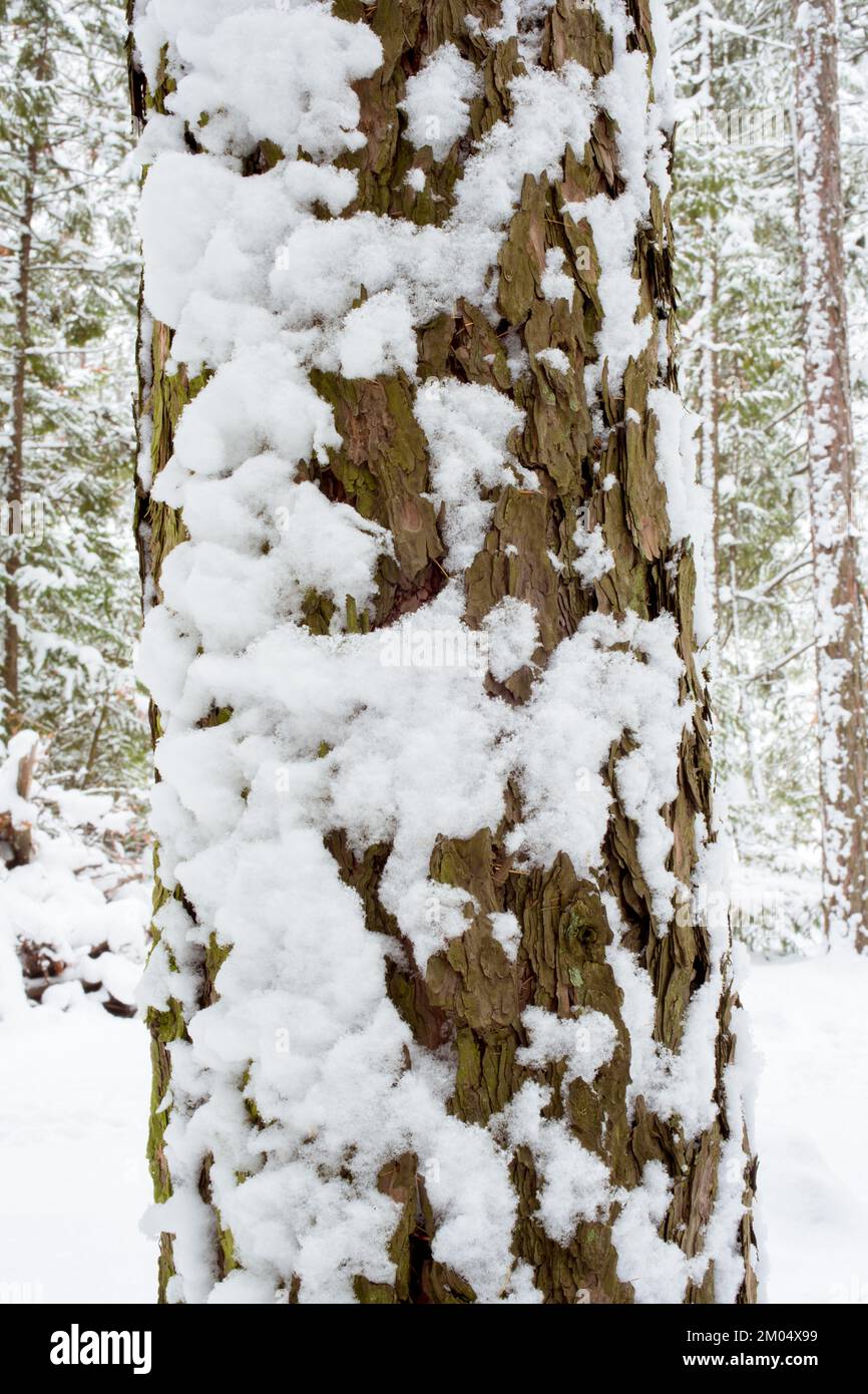 Schnee auf der Rinde einer westlichen Lärche, Larix occidentalis ...