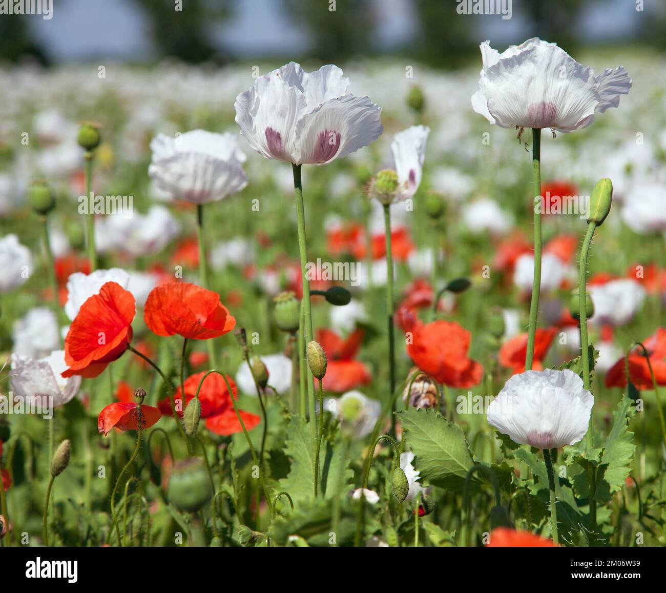 Weißes blühendes Opiummohn-Feld im lateinischen papaver somniferum ...