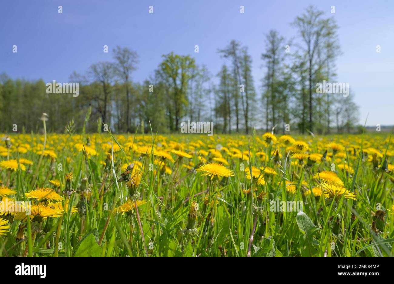 Löwenzahn wiese -Fotos und -Bildmaterial in hoher Auflösung – Alamy