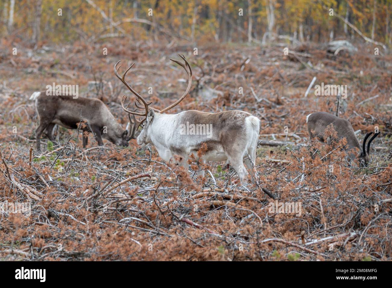 Jokkmokk sami rentiere -Fotos und -Bildmaterial in hoher Auflösung – Alamy