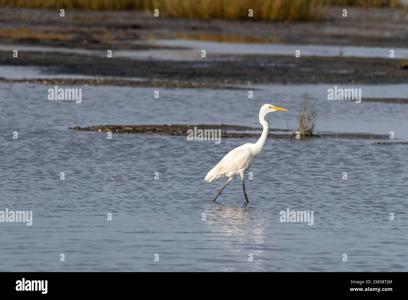 Dänemark nationalvogel -Fotos und -Bildmaterial in hoher Auflösung – Alamy