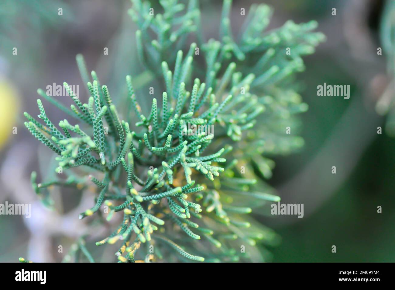 Kiefer, Pinus kesiya Royle ex Gordon oder PINACEAE oder Pinus L oder ...
