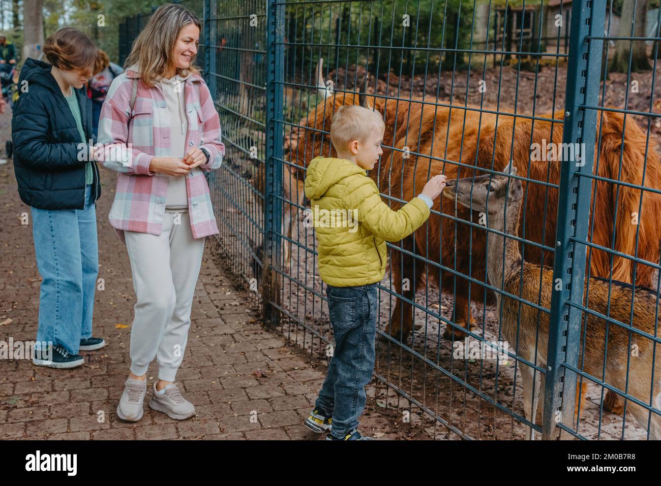 Familie mit Kind im Zoo füttert Büffel. Glückliche Familie, junge ...