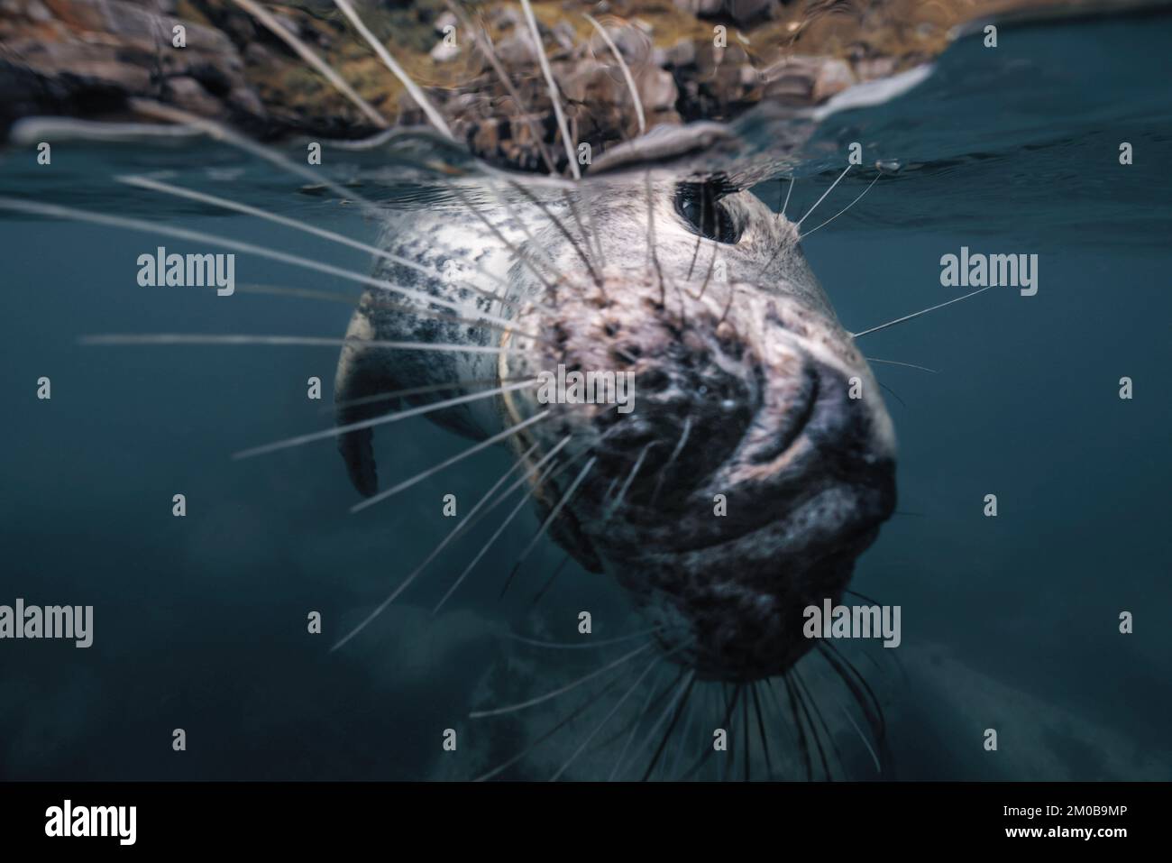 Eine Nahaufnahme einer grauen Robbe, die unter Wasser in transparentem ...