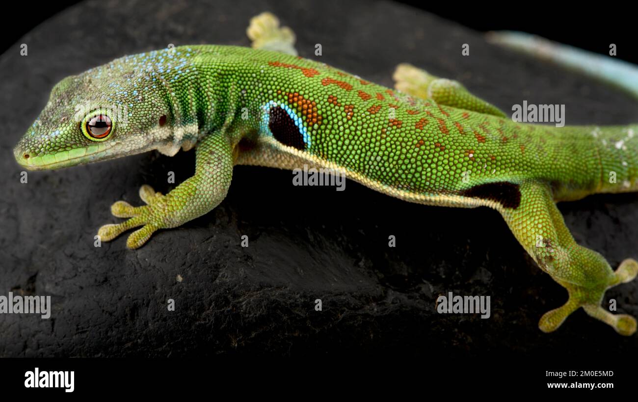 Peacock day gecko -Fotos und -Bildmaterial in hoher Auflösung – Alamy
