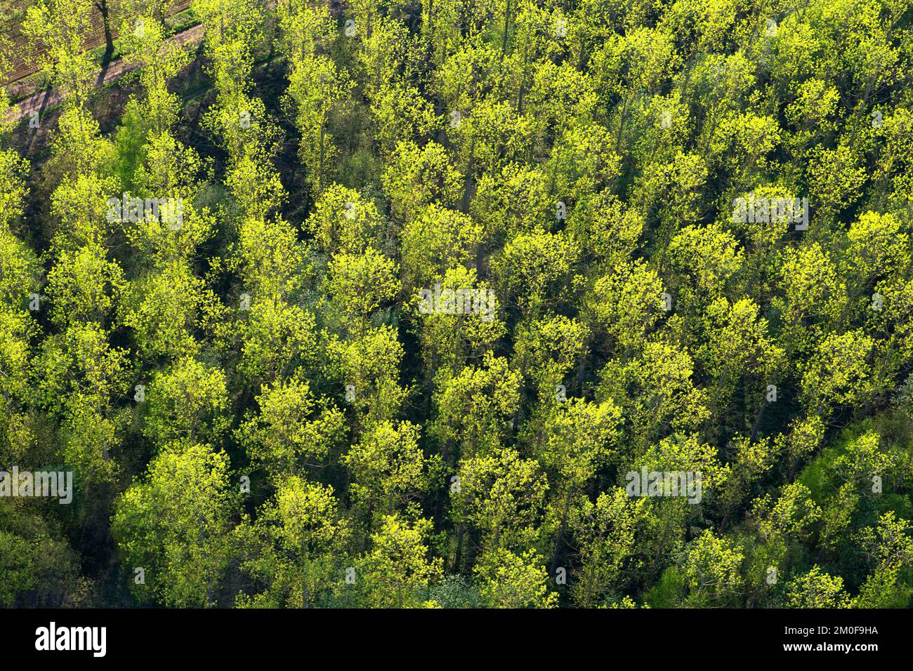 Laubwald in Averbode Bos en Heide, Luftbild, Belgien, Vlaams-Brabant ...