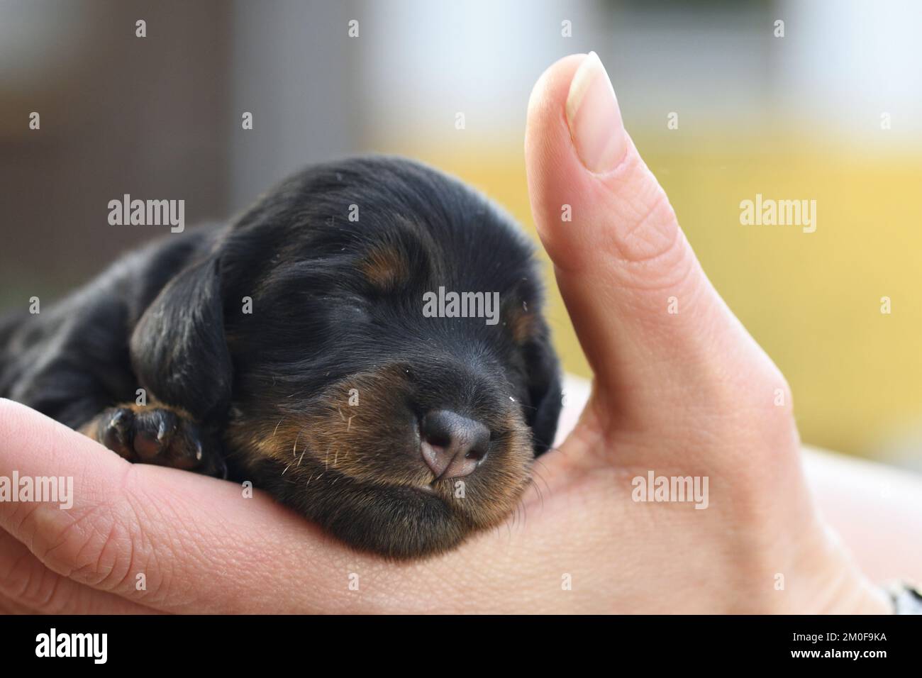 Neun tage -Fotos und -Bildmaterial in hoher Auflösung – Alamy