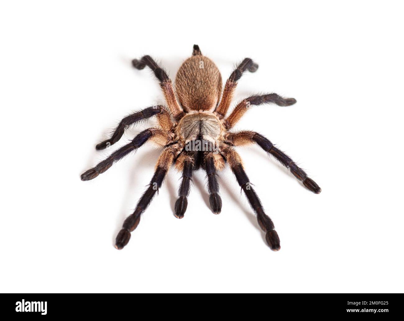 Blaue pavian vogelspinne -Fotos und -Bildmaterial in hoher Auflösung ...