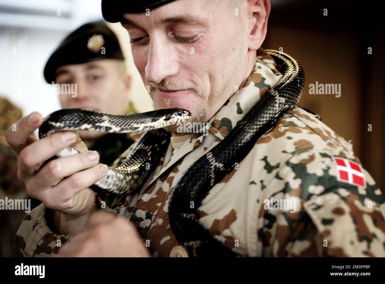 Insekten spinnen die soldaten werden im kopenhagener zoo trainiert ...