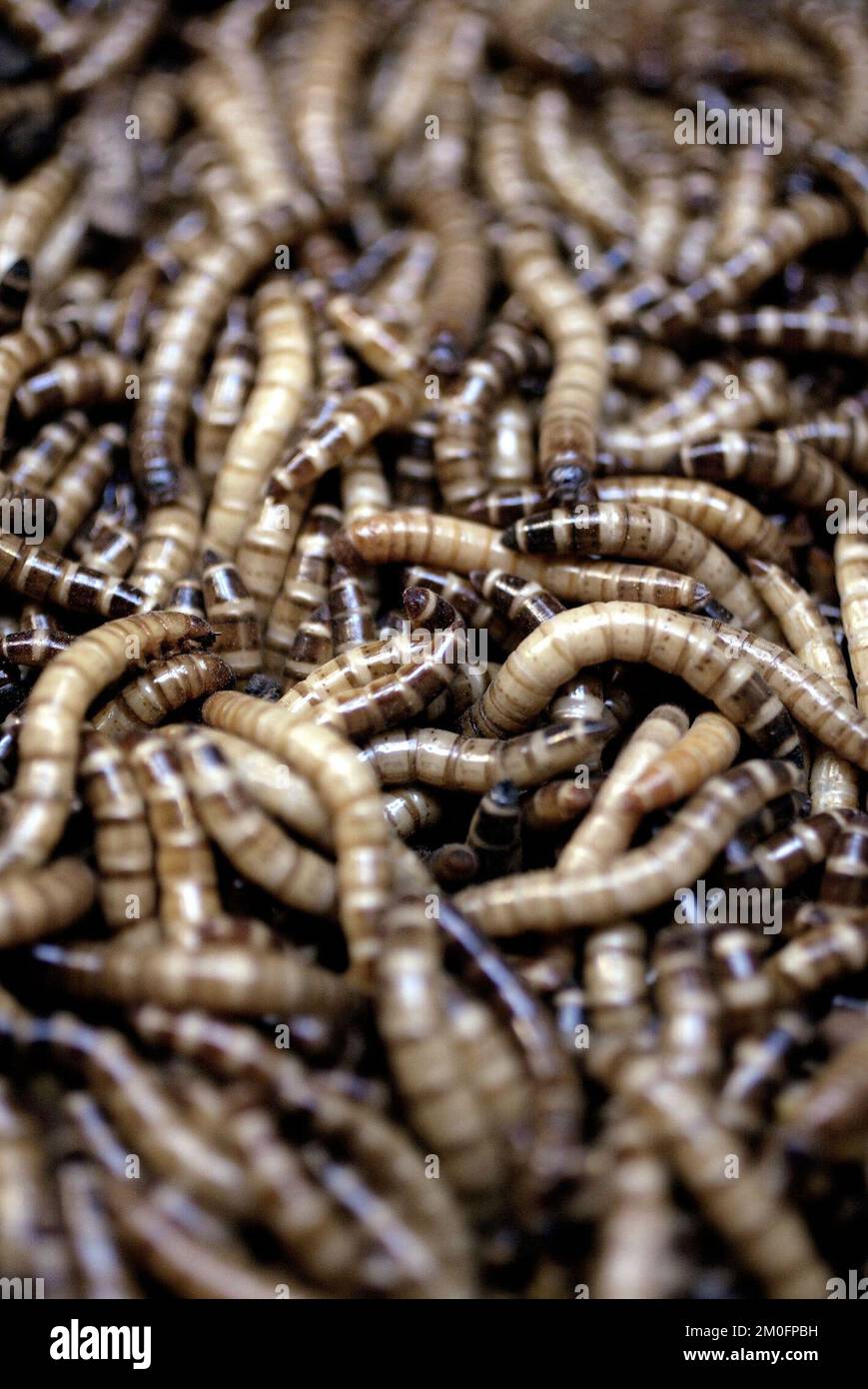 Insekten spinnen die soldaten werden im kopenhagener zoo trainiert ...