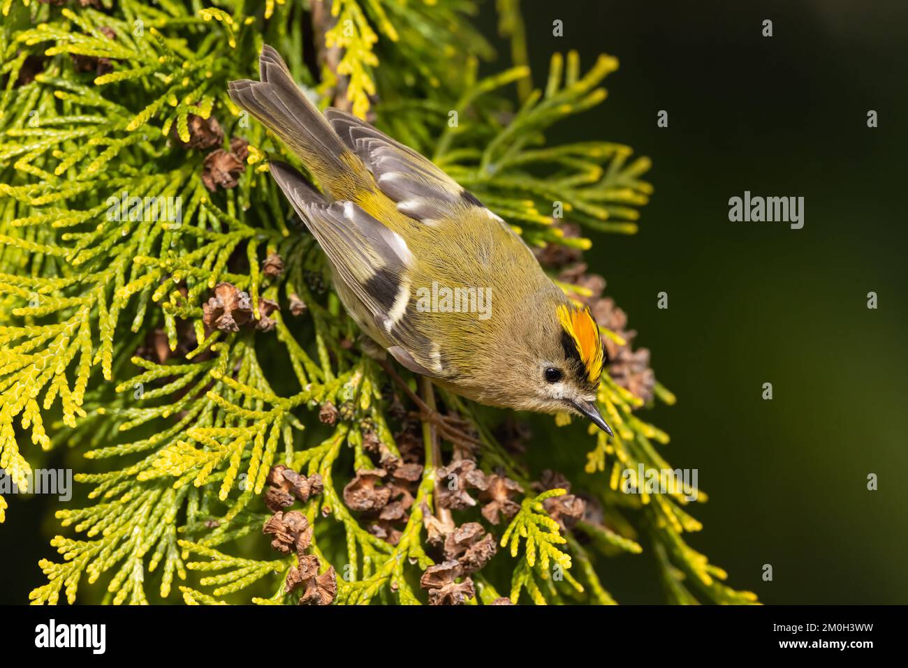 Das goldene Wappen zeigt das bunte Wappen Stockfotografie - Alamy
