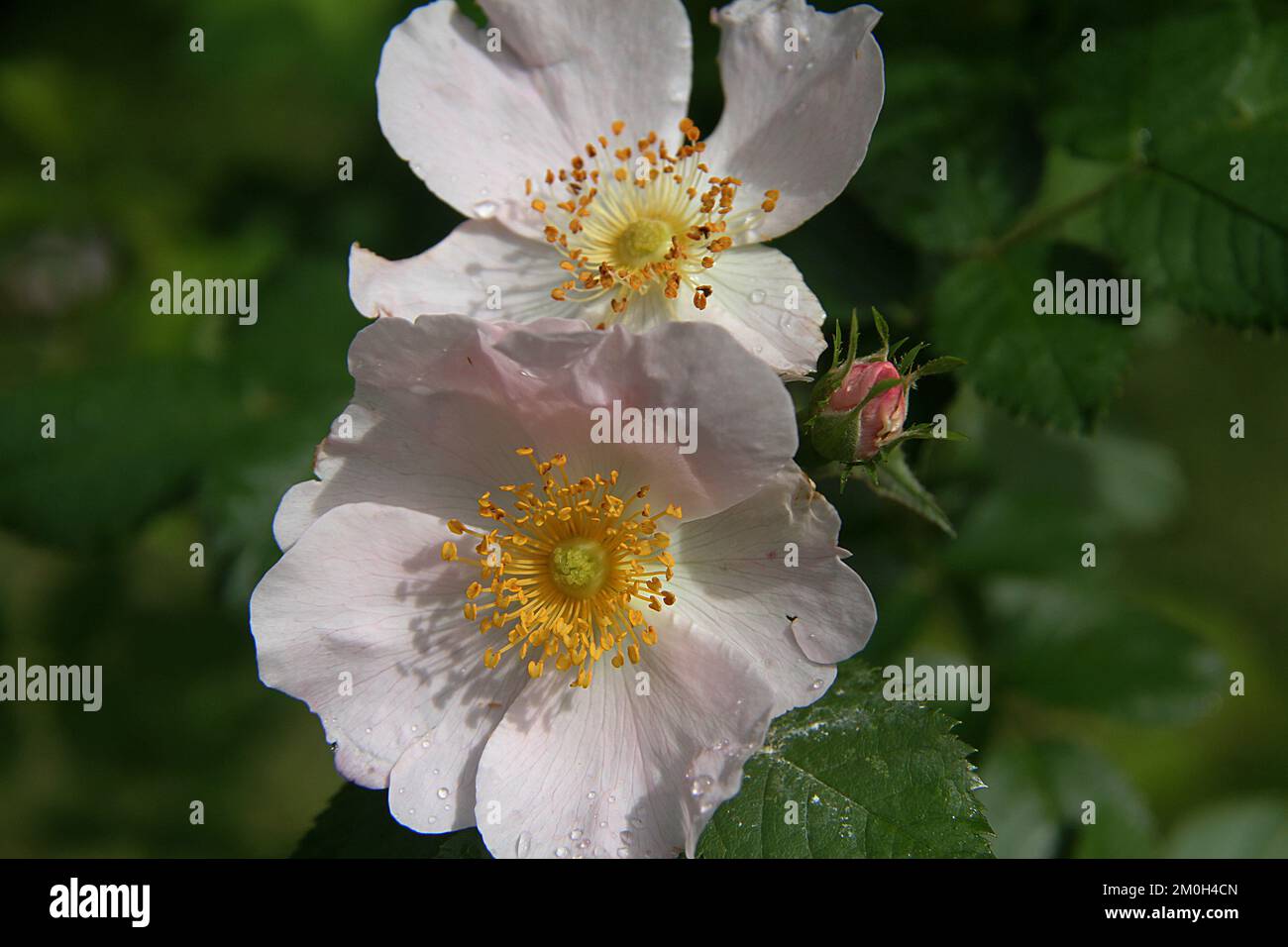 Rosa canina hips -Fotos und -Bildmaterial in hoher Auflösung – Alamy