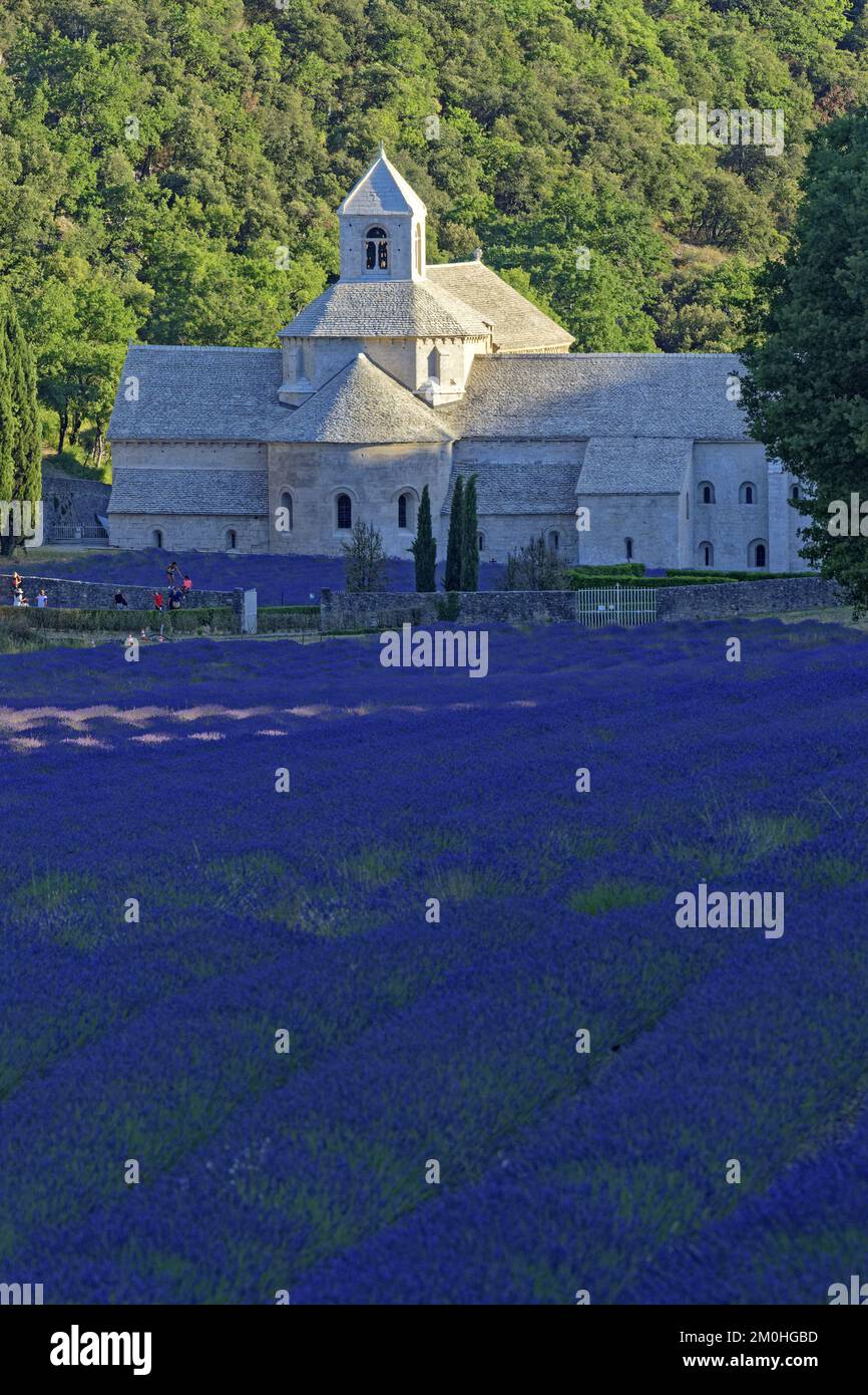 Frankreich, Vaucluse, Parc Naturel Regional du Luberon (Naturpark ...