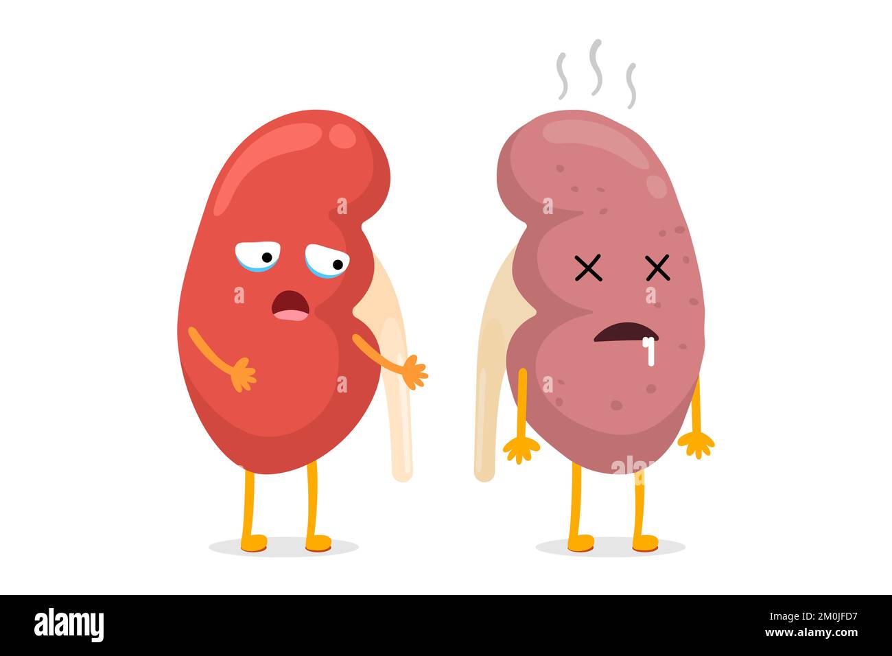 Nierencharaktere gesund und ungesund im Vergleich. Menschliche Niere in ...