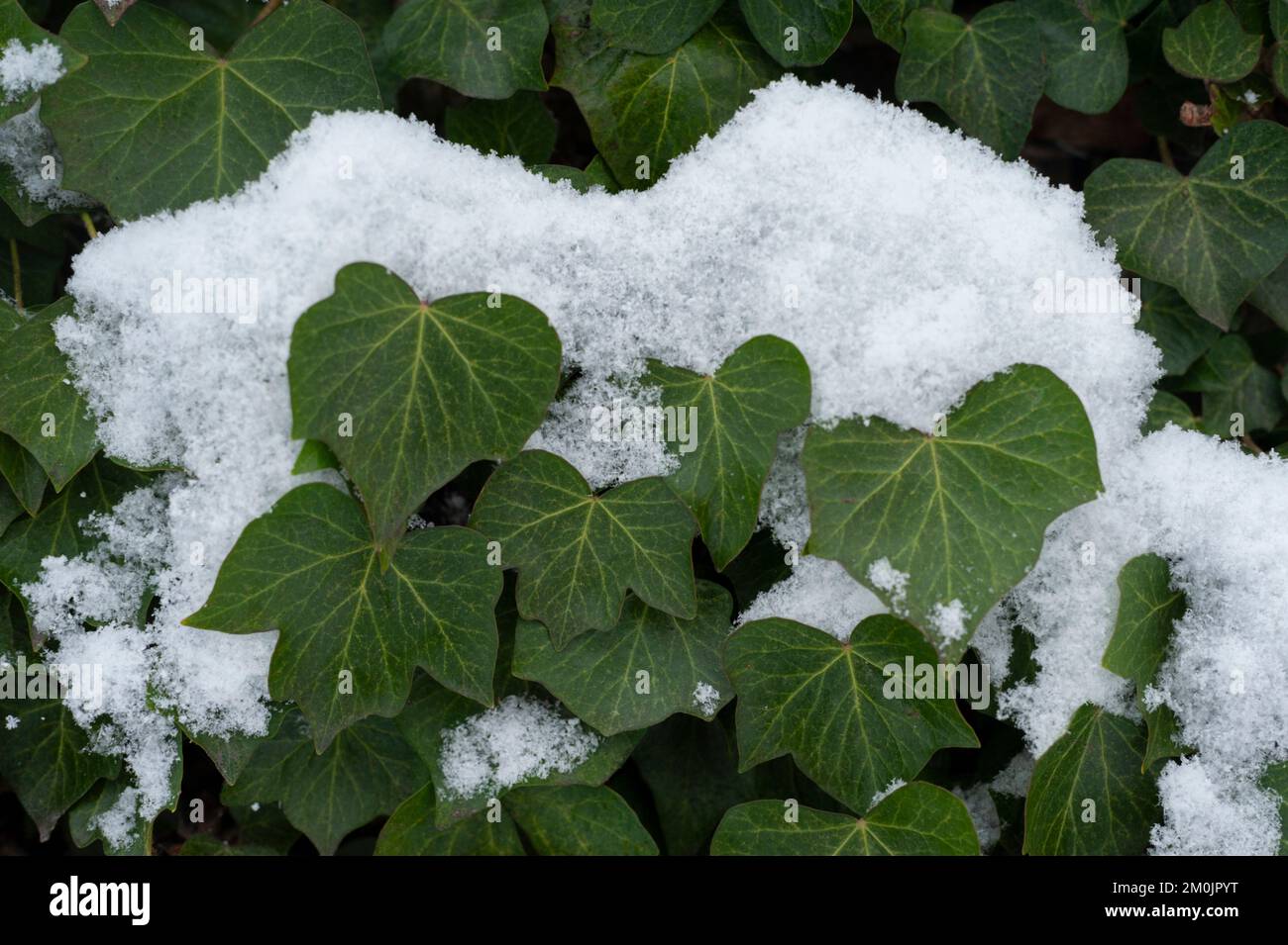 English ivy hedera helix -Fotos und -Bildmaterial in hoher Auflösung ...