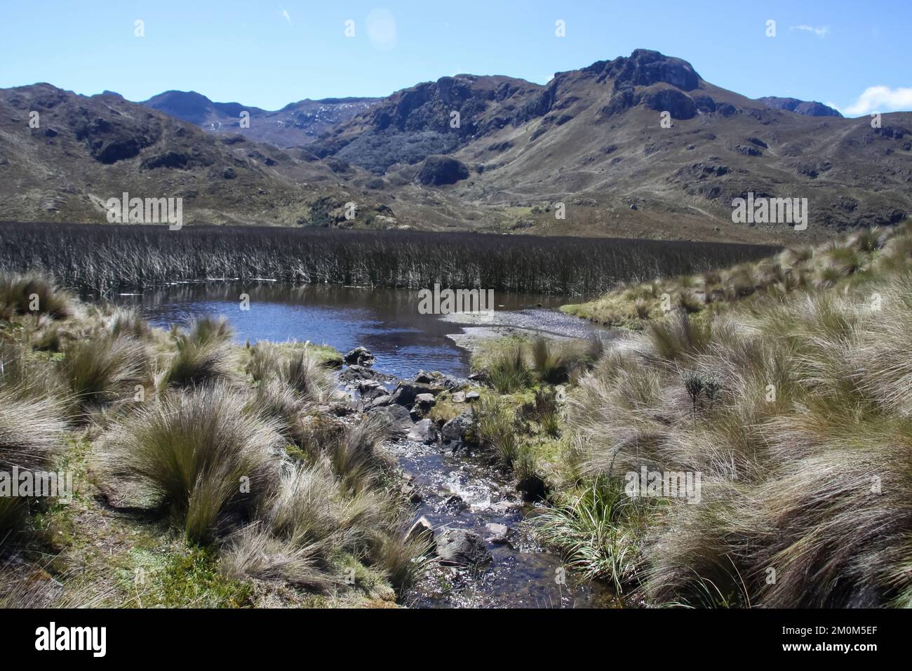 Parque Nacional Cajas, Azuay, Ecuador. Der Nationalpark El Cajas oder ...
