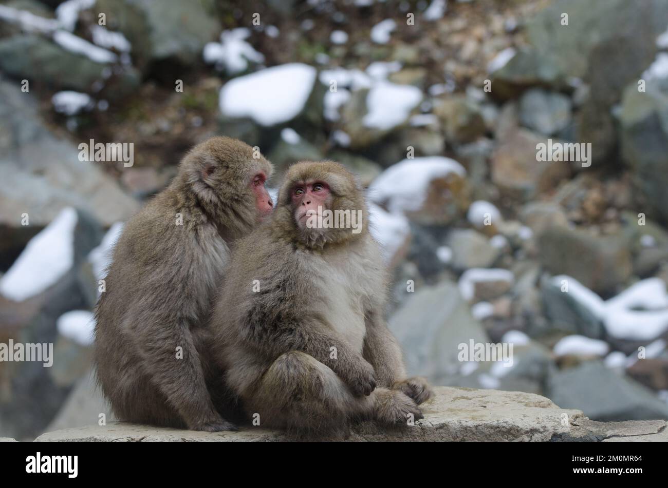 Japanische Makaken Macaca fuscata. Jigokudani Monkey Park. Yamanouchi. Präfektur Nagano ...