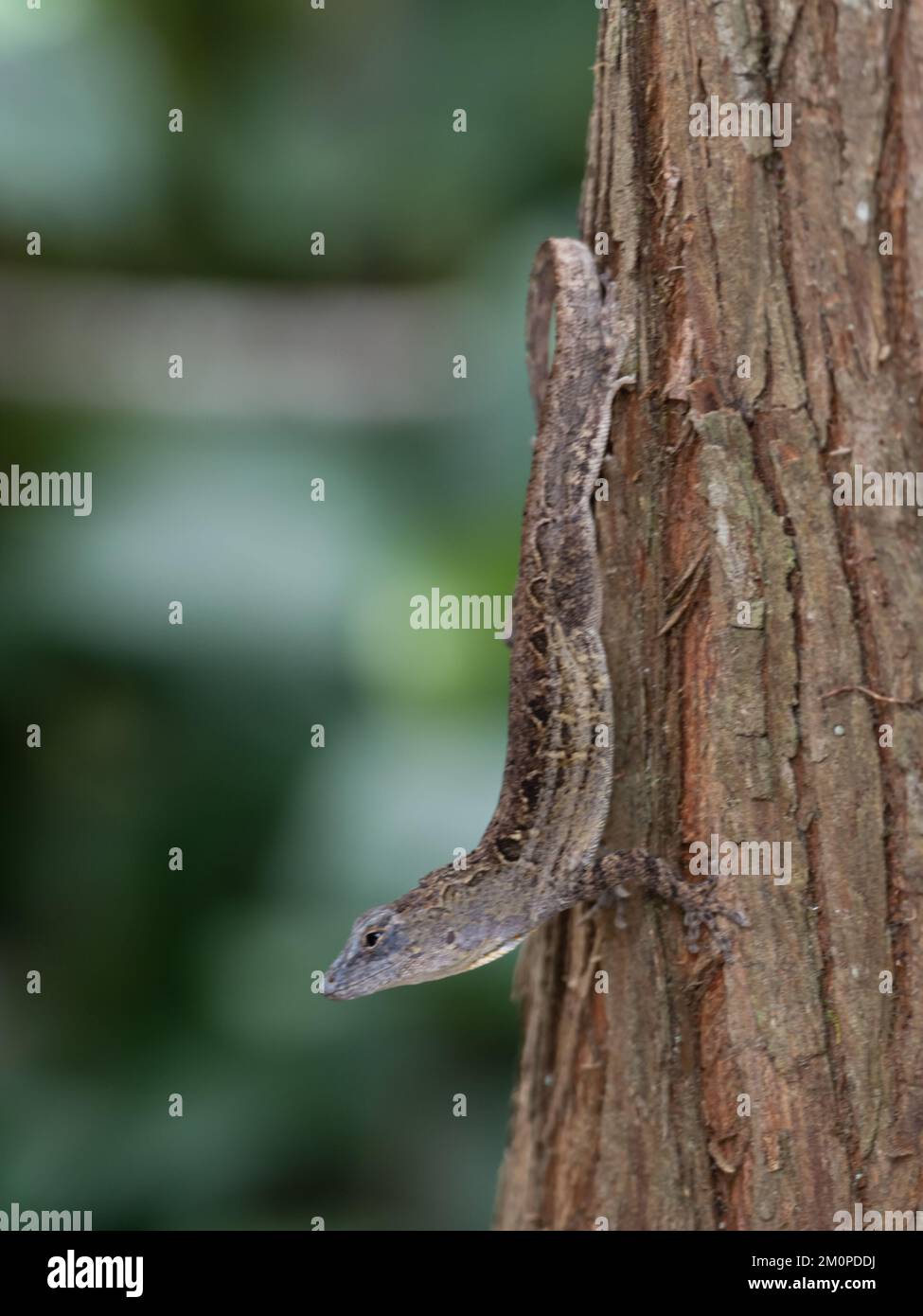 Eine braune Anolis sagrei, auch bekannt als kubanische braune Anole ...