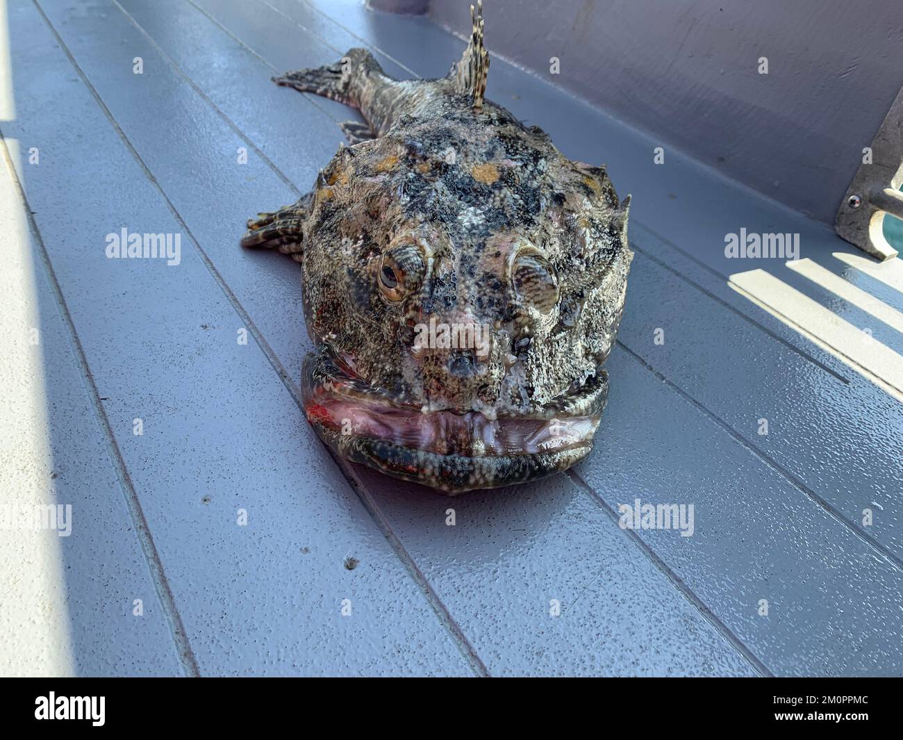 Irisches seefischen -Fotos und -Bildmaterial in hoher Auflösung – Alamy