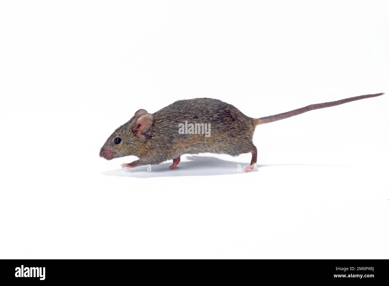 Die haus maus -Fotos und -Bildmaterial in hoher Auflösung – Alamy