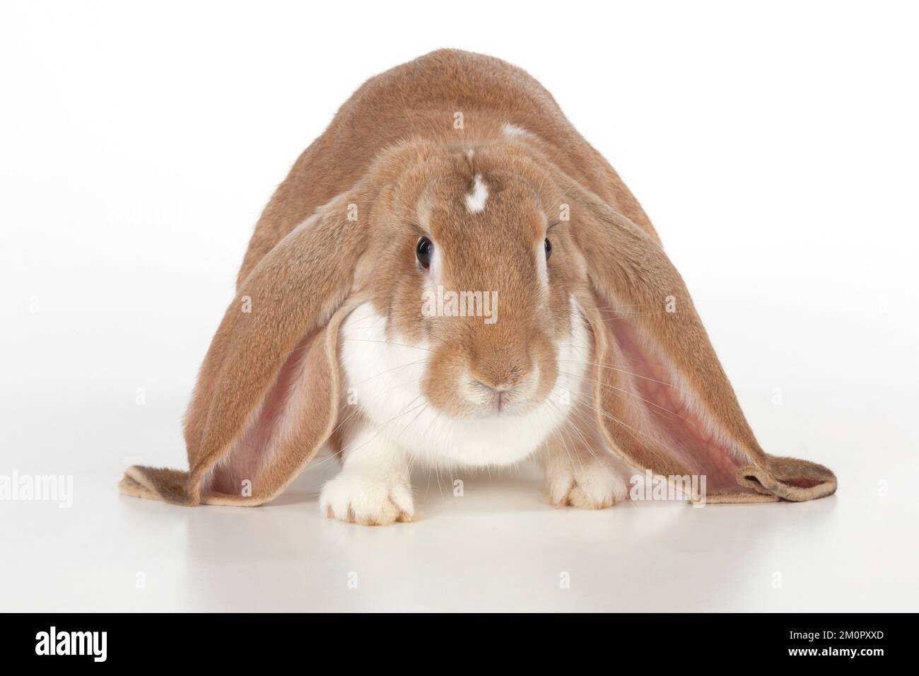 Englisch lops -Fotos und -Bildmaterial in hoher Auflösung – Alamy