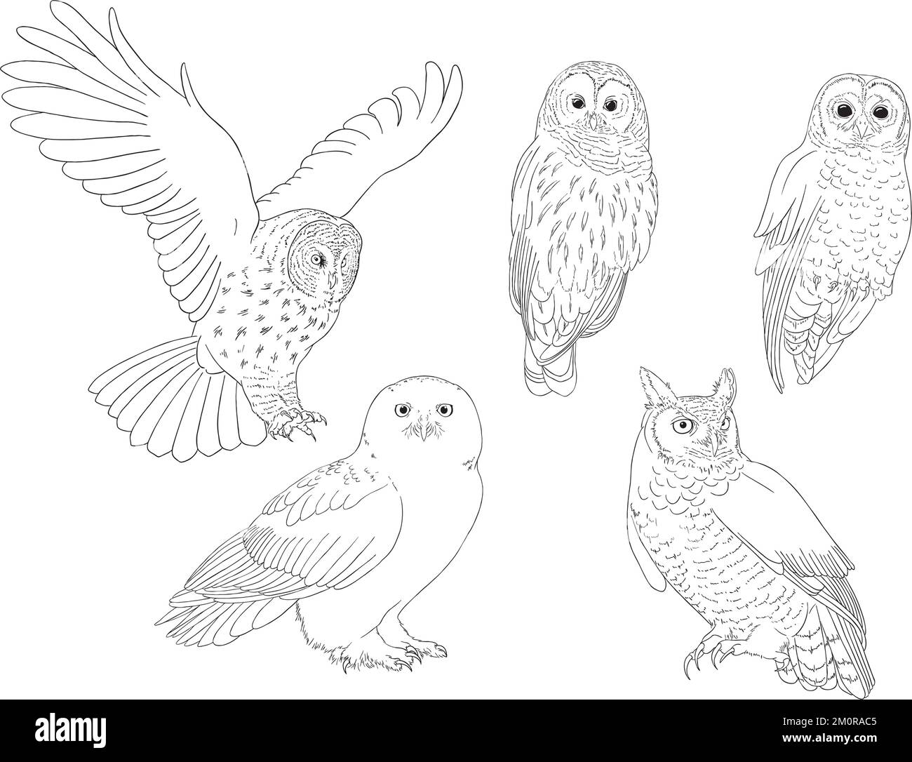 Schnee eule outline Stock-Vektorgrafiken kaufen - Alamy