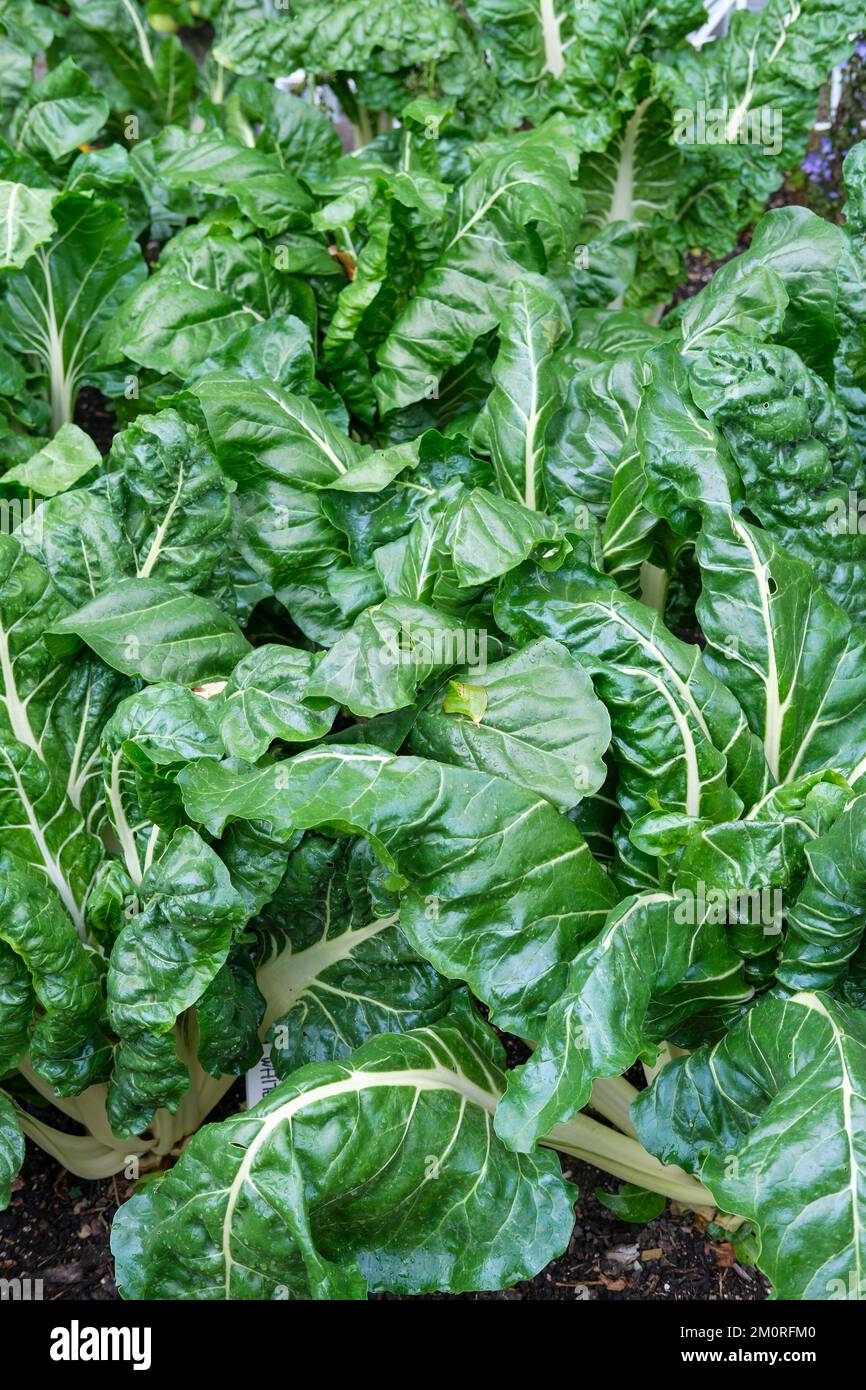 White beet -Fotos und -Bildmaterial in hoher Auflösung – Alamy