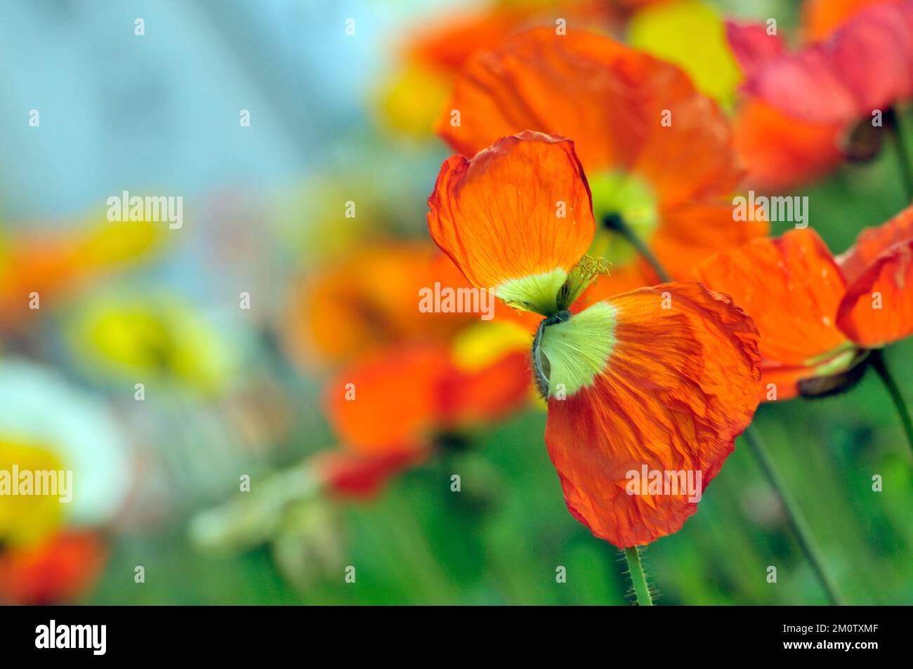 Mohn blumen makro -Fotos und -Bildmaterial in hoher Auflösung - Seite 13 - Alamy