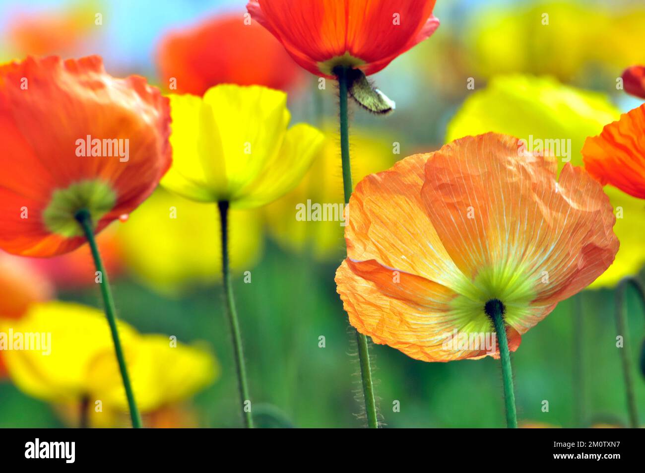 Mohn blumen makro -Fotos und -Bildmaterial in hoher Auflösung - Seite 13 - Alamy