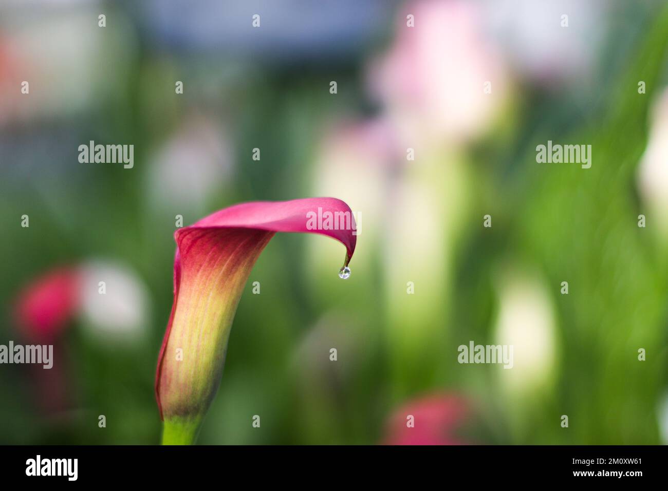 Pink calla lily -Fotos und -Bildmaterial in hoher Auflösung – Alamy