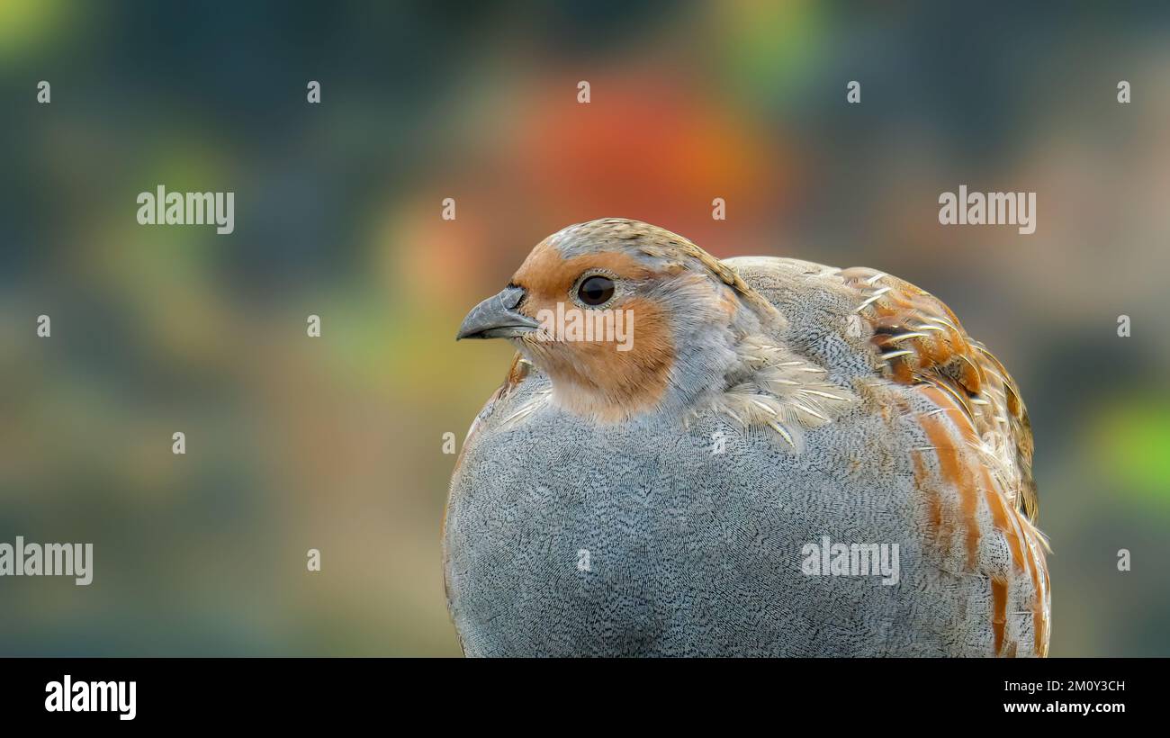 Vogelperspektive herbst -Fotos und -Bildmaterial in hoher Auflösung – Alamy