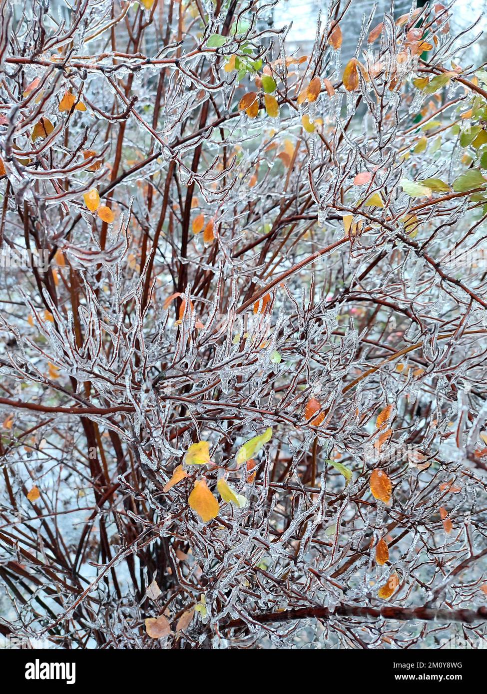 Rgen Im Winter