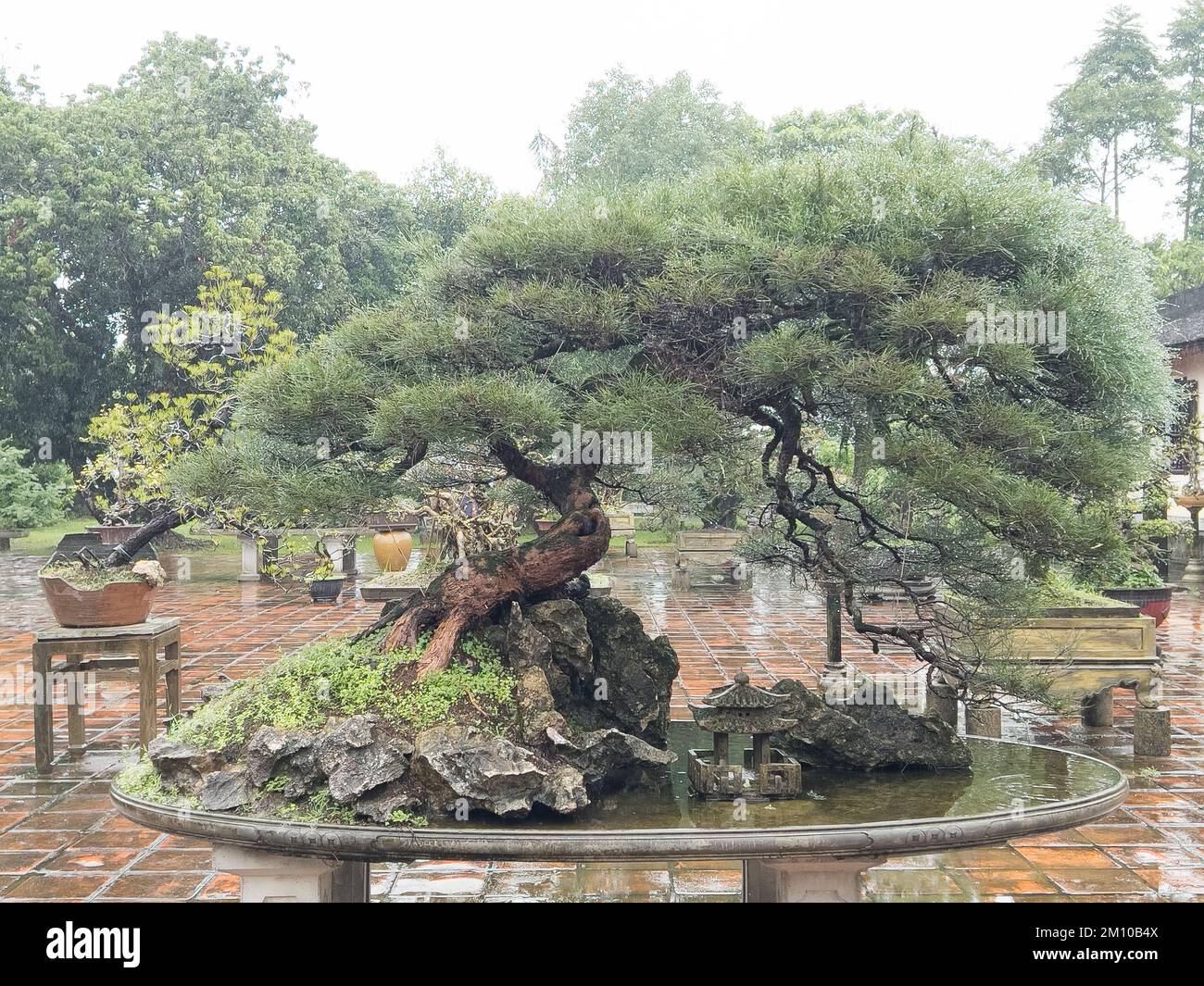 Bonsai gigante -Fotos und -Bildmaterial in hoher Auflösung – Alamy