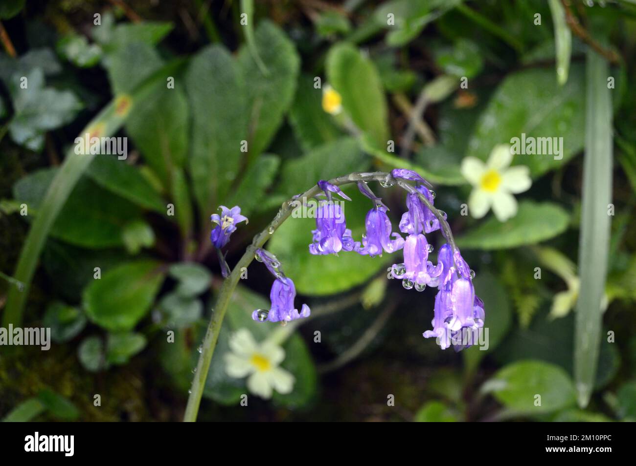 Wild Native Bluebells (Hyacinthoides Non-scripta) am Pentargon Cliff in ...