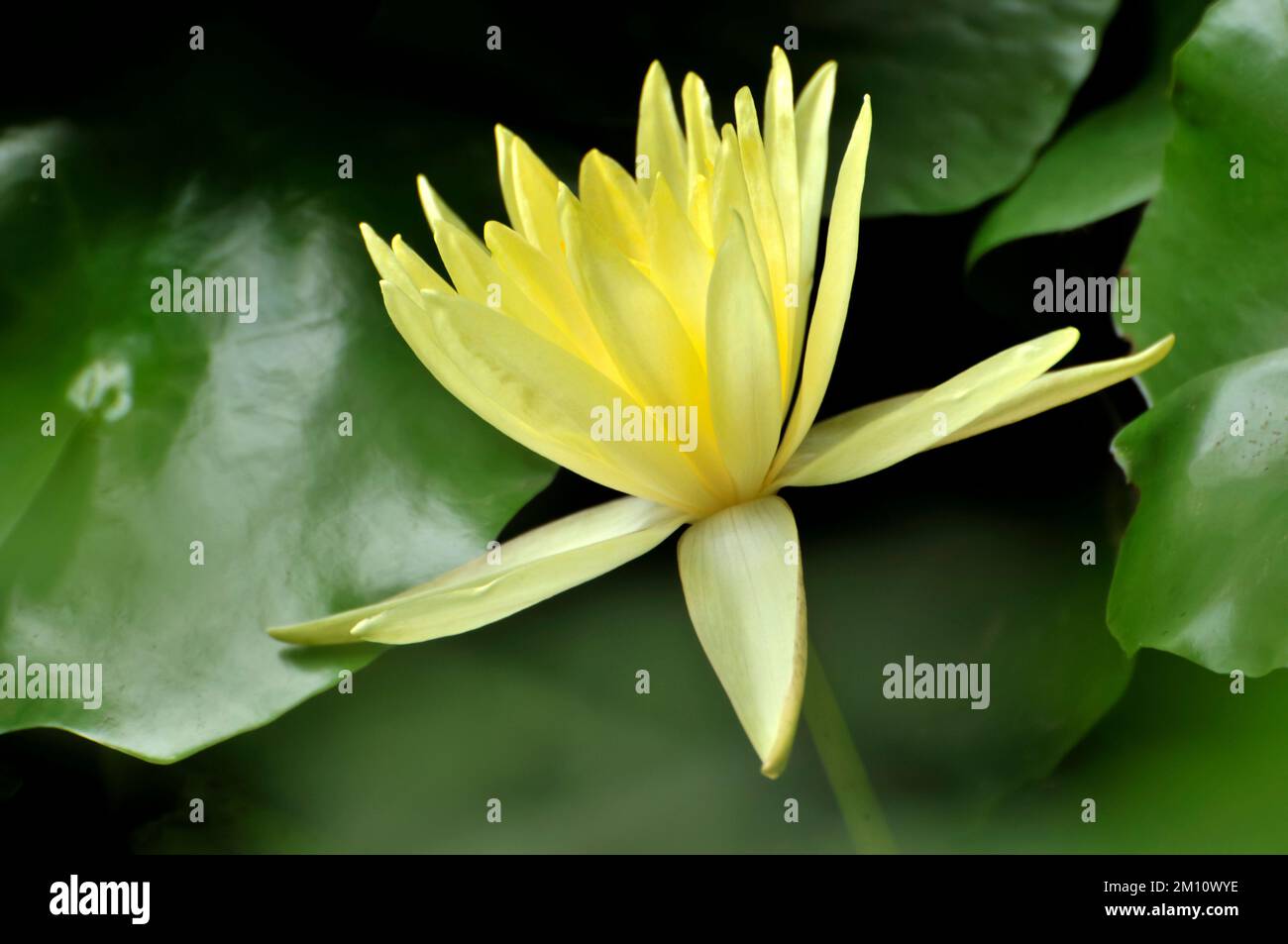 Lotus hintergrund -Fotos und -Bildmaterial in hoher Auflösung – Alamy