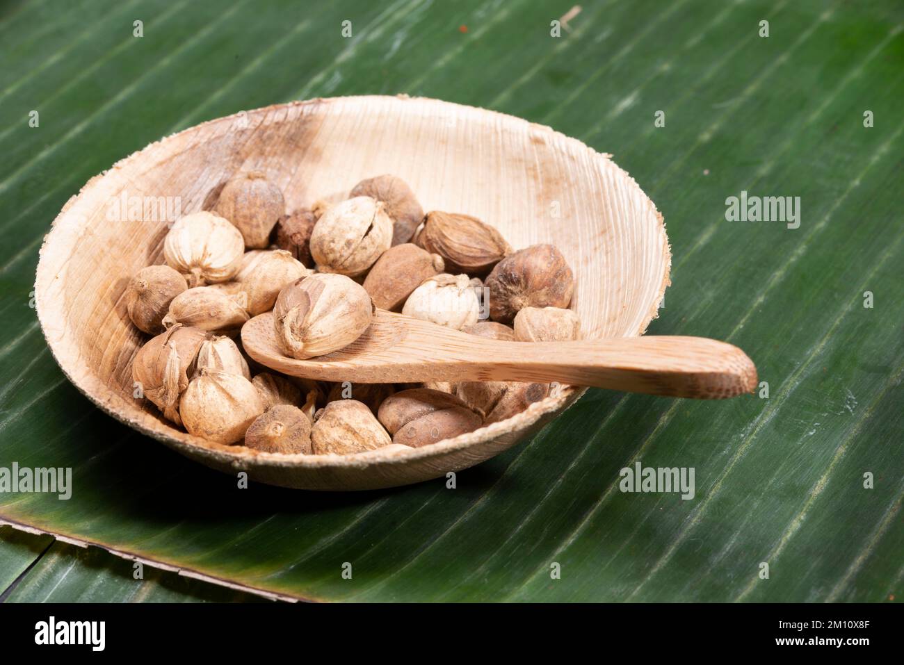 Wurfbainia compacta -Fotos und -Bildmaterial in hoher Auflösung – Alamy