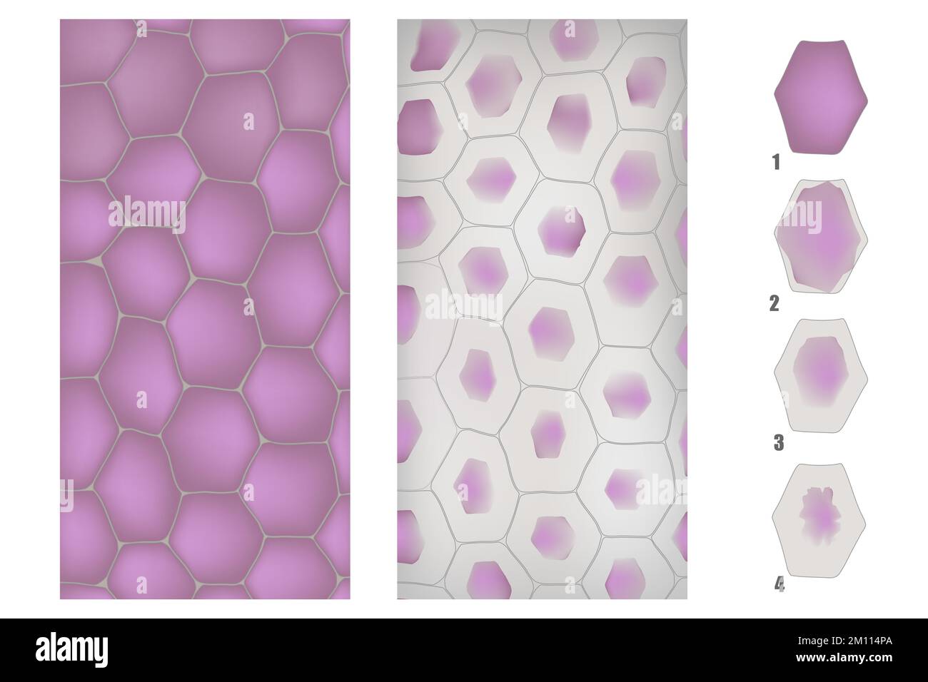 Microscopy leaf cells Stock-Vektorgrafiken kaufen - Alamy