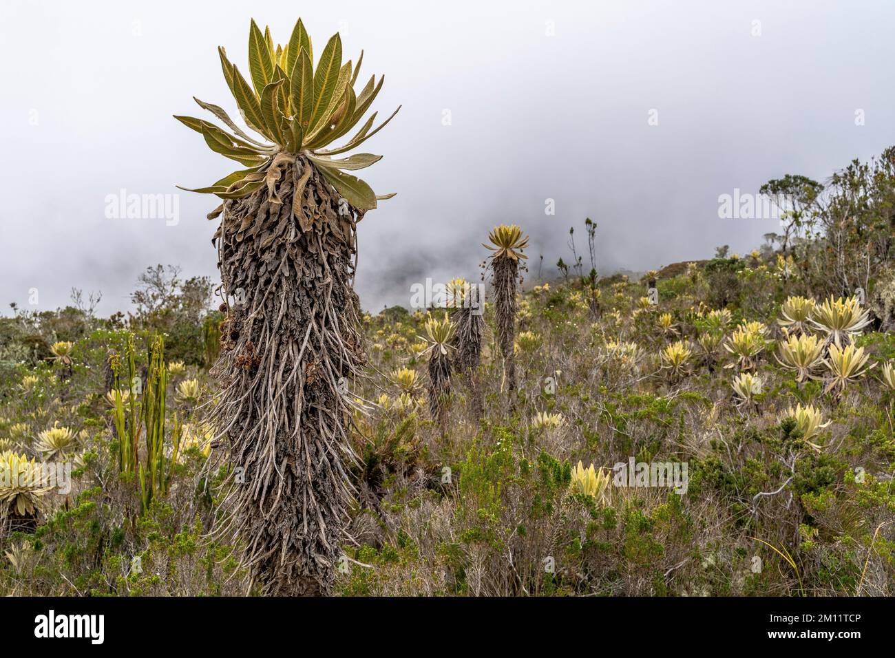 Frailejon epiletie -Fotos und -Bildmaterial in hoher Auflösung – Alamy