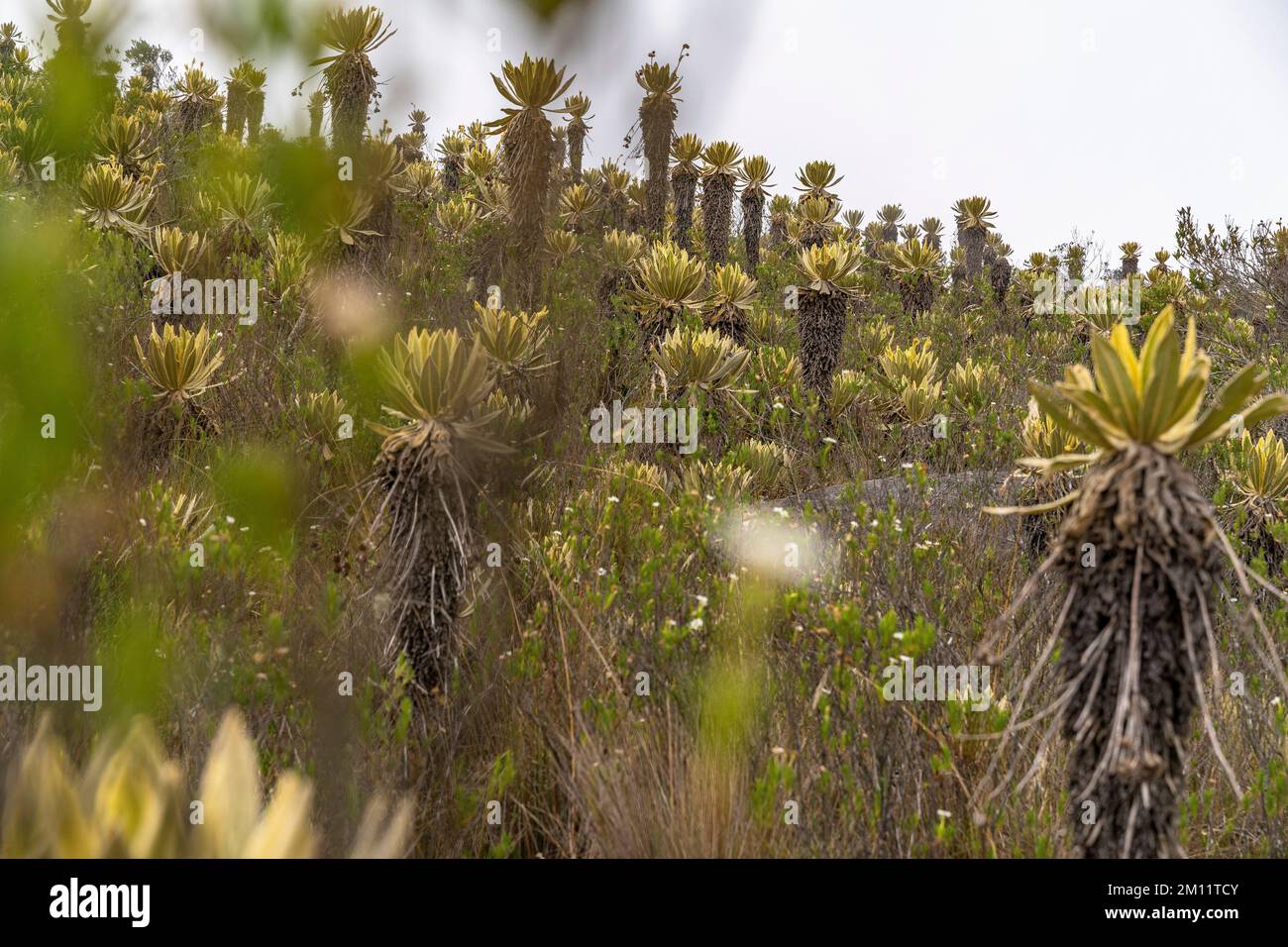 Frailejon epiletie -Fotos und -Bildmaterial in hoher Auflösung – Alamy