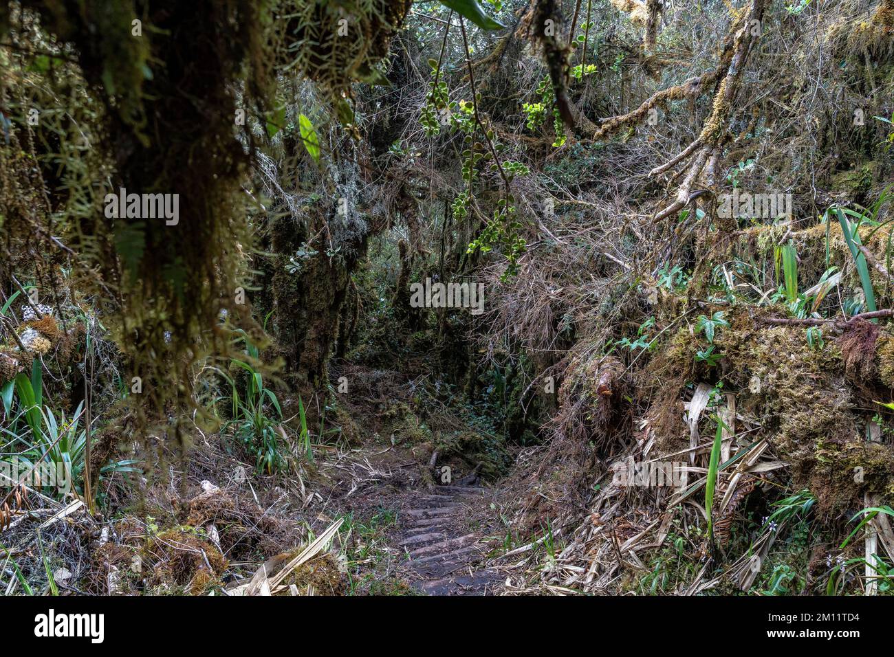 Steiler wanderweg im dichten bergwald -Fotos und -Bildmaterial in hoher ...