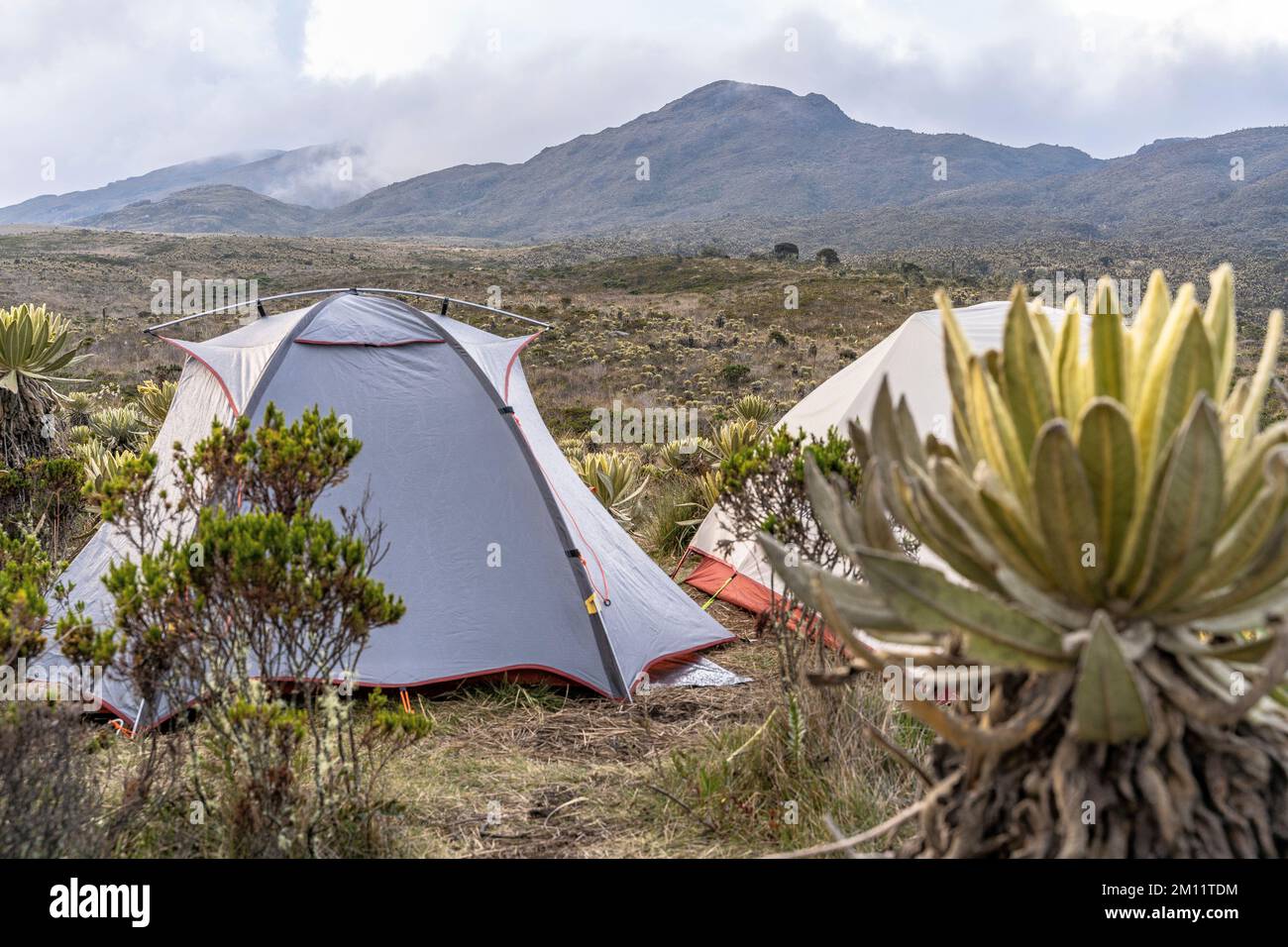 Frailejon epiletie -Fotos und -Bildmaterial in hoher Auflösung – Alamy