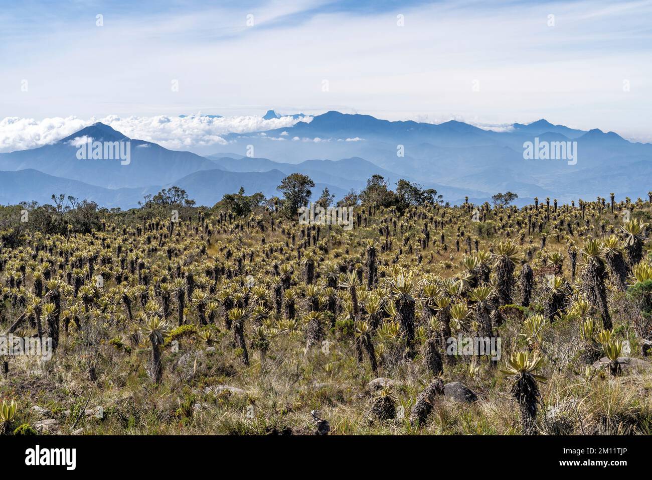 Frailejon epiletie -Fotos und -Bildmaterial in hoher Auflösung – Alamy