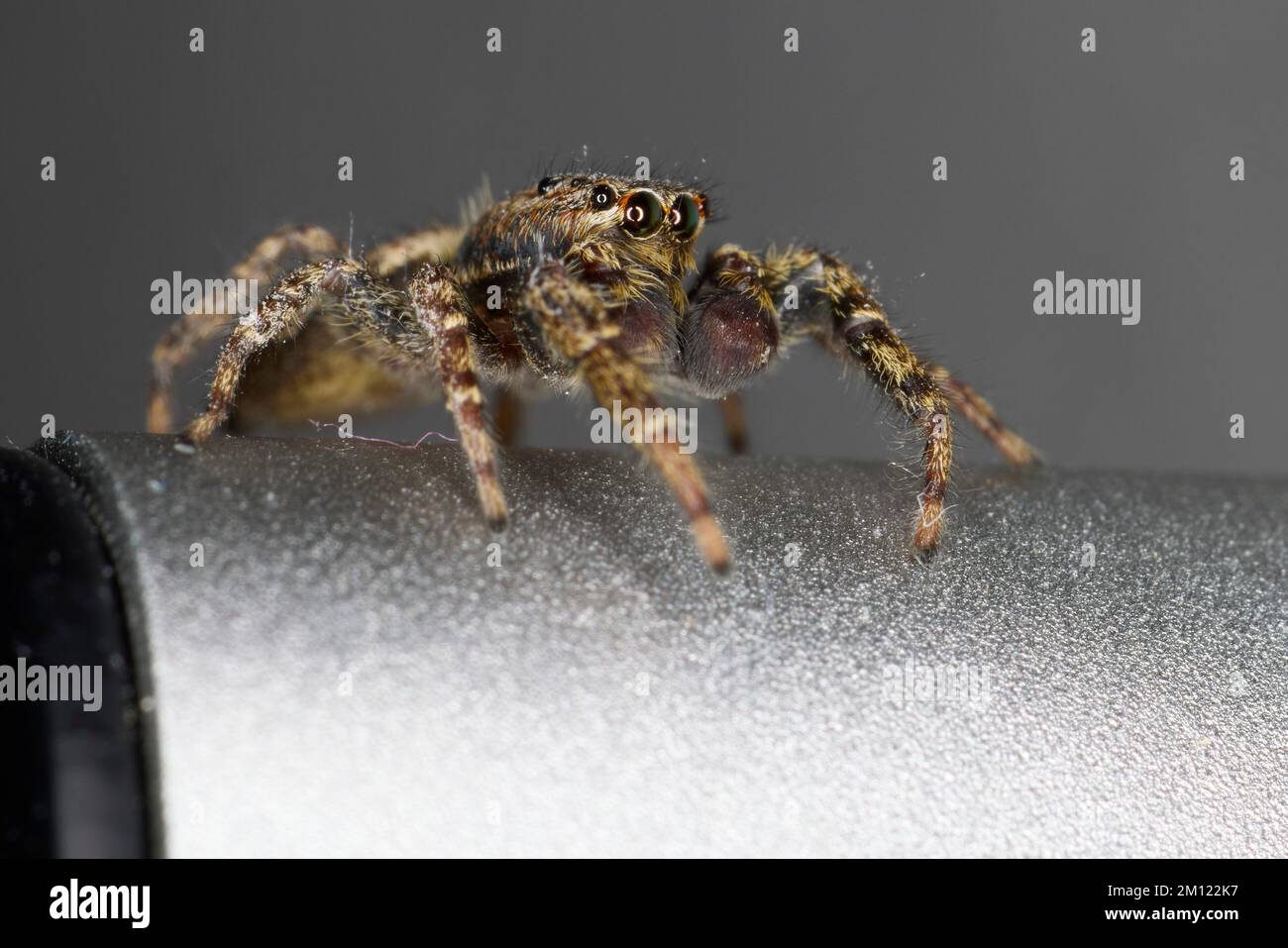 Spinne springen -Fotos und -Bildmaterial in hoher Auflösung – Alamy