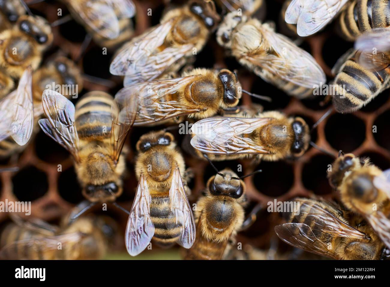 Einheimischer bienenstock -Fotos und -Bildmaterial in hoher Auflösung ...