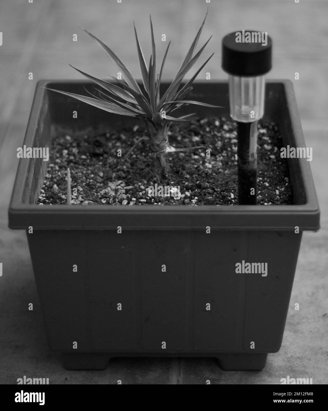 Yucca baby -Fotos und -Bildmaterial in hoher Auflösung – Alamy