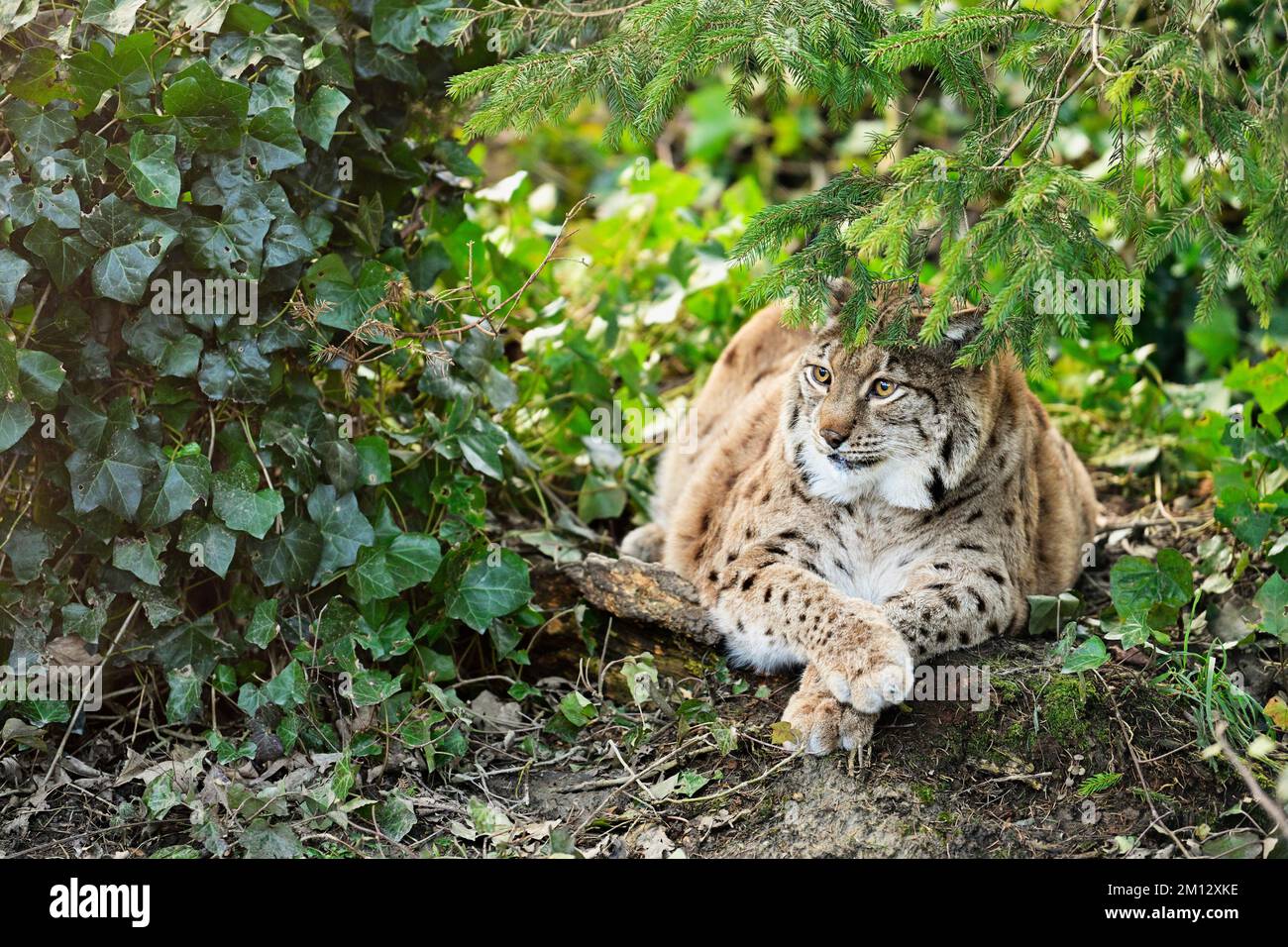 Eurasischer Luchs oder nördlicher Luchs (lateinischer Luchs), in ...