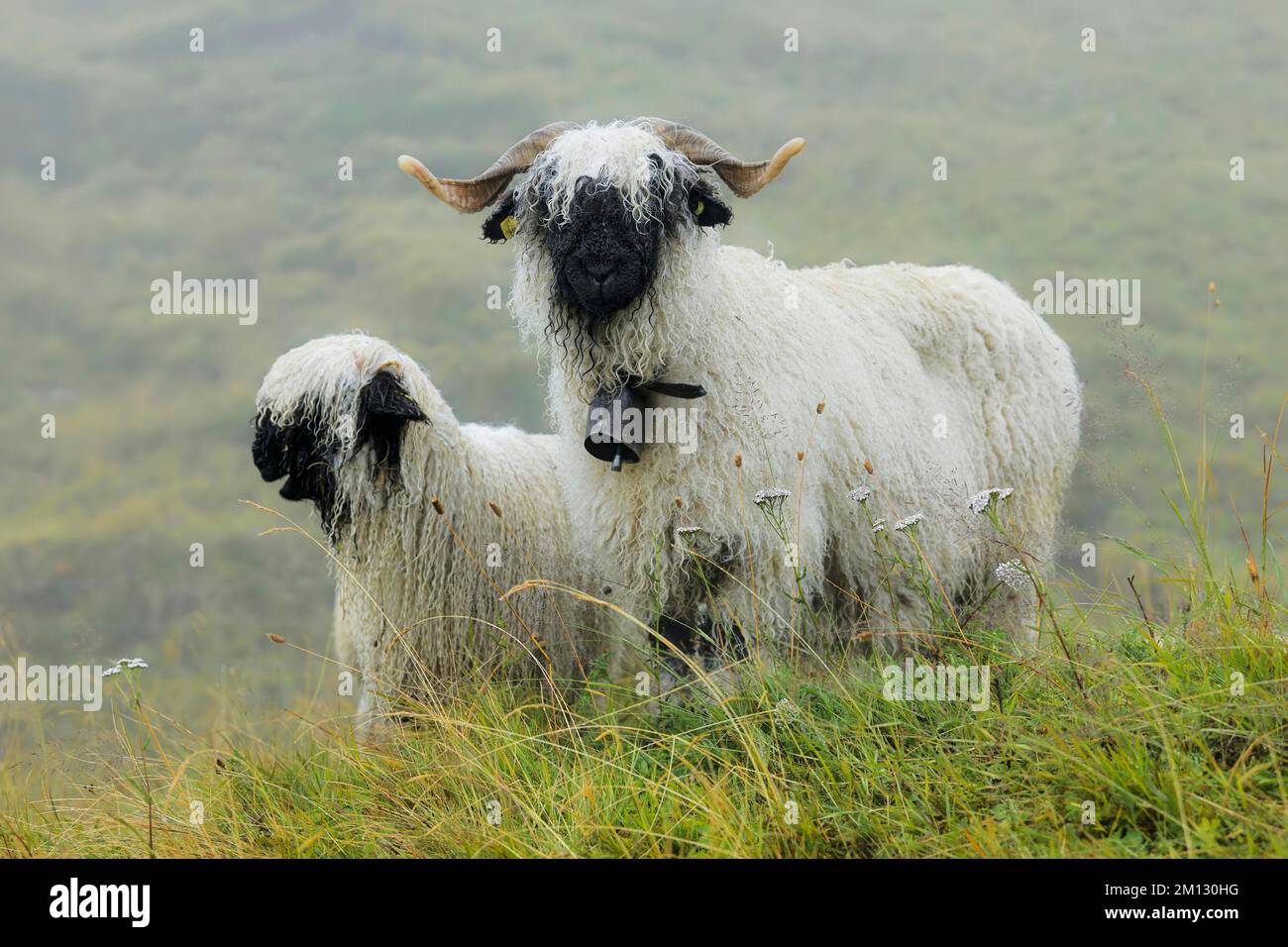 Walais-Schwarznasenschafe (Ovis orientalis aries), Mutter mit jungen auf einer Wiese stehend ...