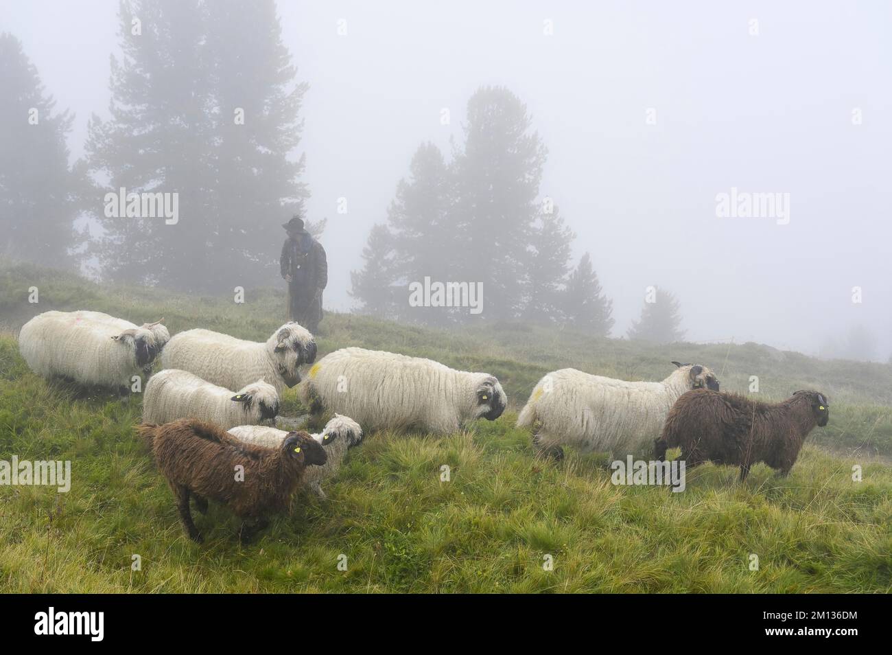 Schwarze schafe in der herde -Fotos und -Bildmaterial in hoher ...