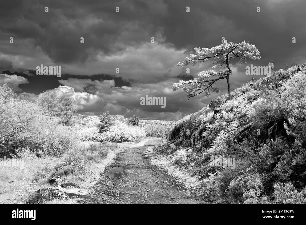 Schwarz-Weiß-Infrarotbild der Landschaft, auf der ein einzelner Baum ...